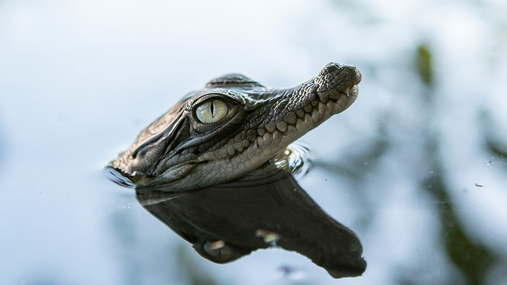 The Kimberley: Australia's Wild West on Sky Nature: full details and ...