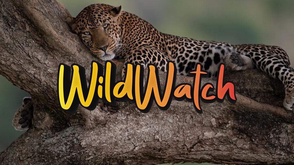 WildEarth - Tomorrow's TV | TV Guide